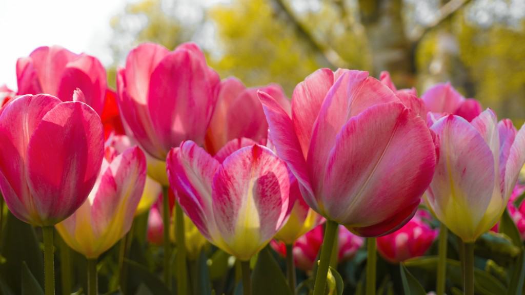 วางแผนเที่ยวสวนดอกทิวลิปเคอเคนฮอฟ เนเธอร์แลนด์ 2026 | BeyondYaovy