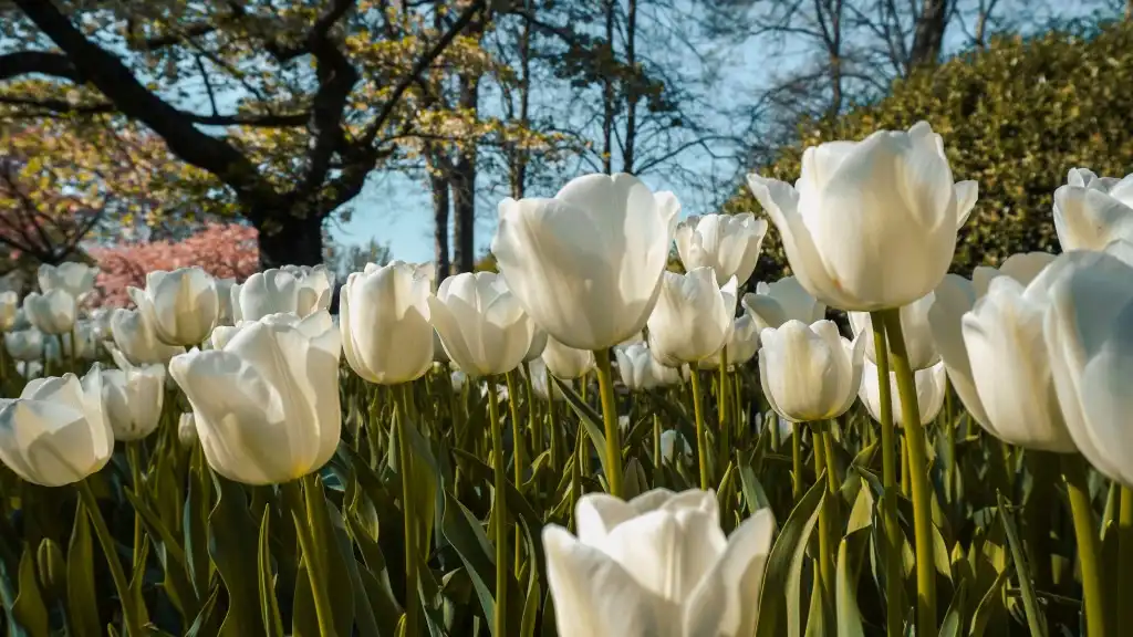 20+ เมืองน่าเที่ยวในเนเธอร์แลนด์ ค้นพบเสน่ห์แดนกังหันลม 2026 | BeyondYaovy